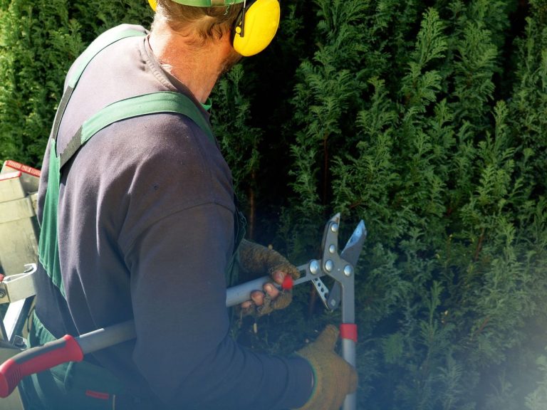Conseils d'expert pour tailler vos haies avec précision et obtenir une ...