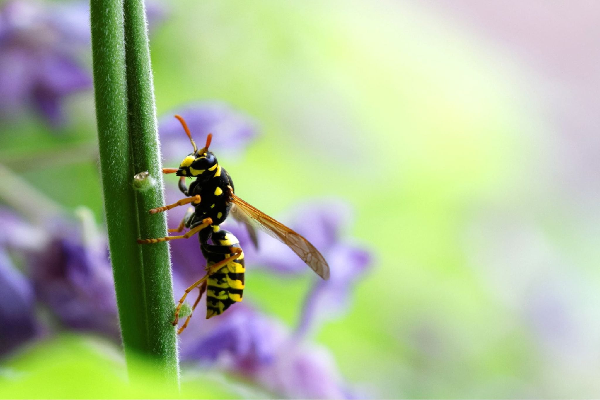 Maîtrisez les piqûres de guêpes : découvrez combien de fois elles ...