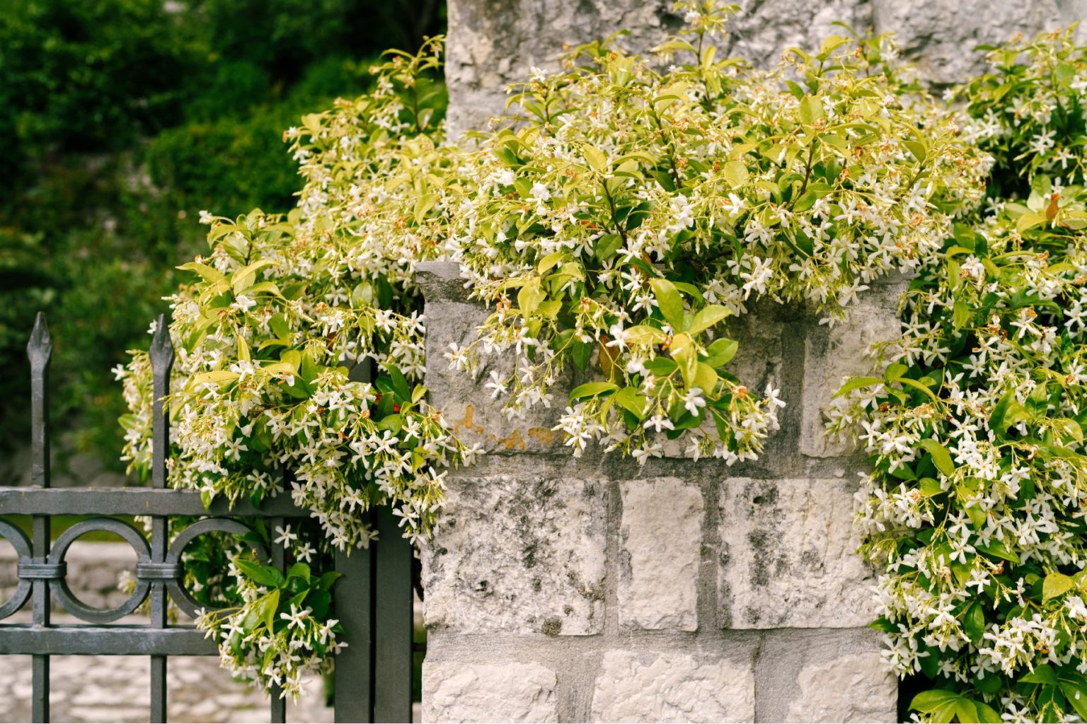 Guide du bricoleur : astuces pour réussir la croissance du jasmin étoilé
